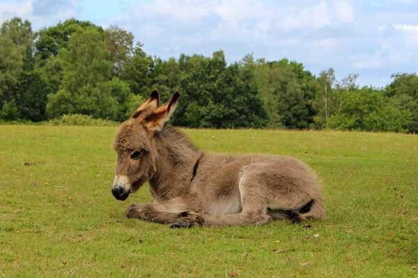 The Donkey Meat Obsession!. The recent news of the uprising demand ...