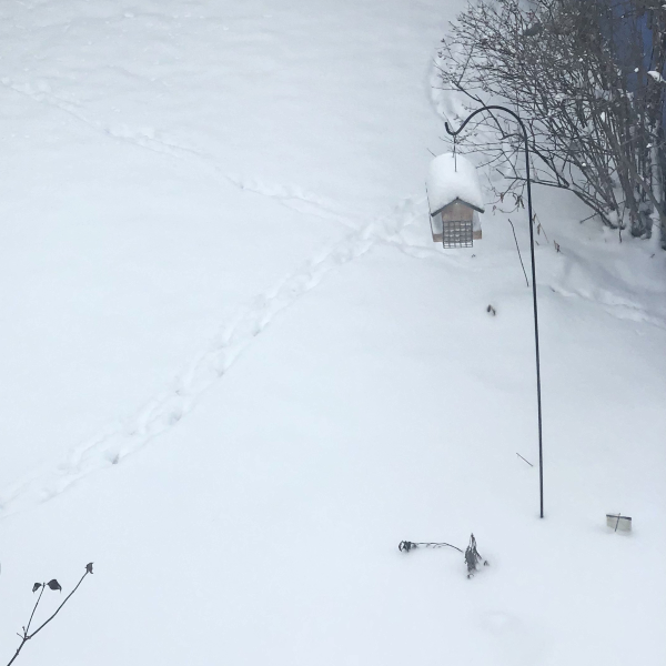 Winter Haiku. The snow covers the Feeder. The birds… | by Robyn Sinead ...