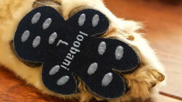 Dog Foot wound protection:. Paw protection is necessary for the… | by ...