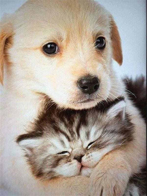 High-Priced Pets: A Look at Some Animals that are More Expensive than ...