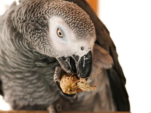 African Grey Diet. The Ultimate Guide to the African Grey… | by James ...