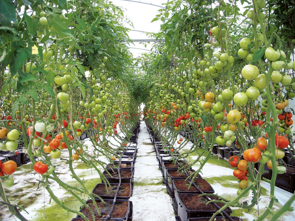Three High-Value Crops That Cannot Fail with Greenhouse Farming in ...