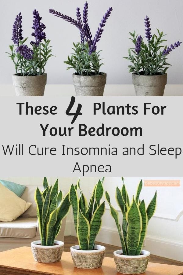 These 4 Plants For Your Bedroom Will Cure Insomnia and Sleep Apnea ...