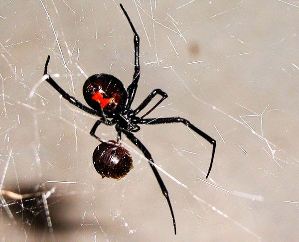 Spider Control by Hiring a Reputed Specialist | by MDK Services | Medium