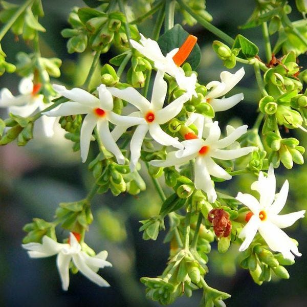 The Enigmatic Parijat Tree: Unveiling Its Mystique and Marvel | by ...