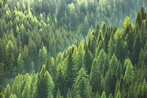 Evergreen Funding: Accelerating Social Impact and the AI Technological ...