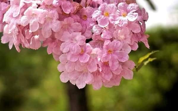 Bunga Sakura di Kota Kinabalu Sabah | by Grendline Travel | Medium