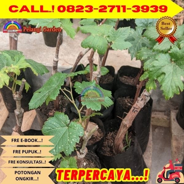 PARTAI BESAR ! H.Tovix CALL: 0823–2711–3939 Jual Tanaman Anggur Hijau ... PARTAI BESAR ! H.Tovix CALL: 0823–2711–3939 Jual Tanaman Anggur Hijau ...