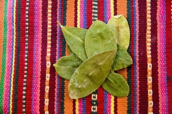 Would you try coca leaves?. The coca leaf has great cultural… | by All ...