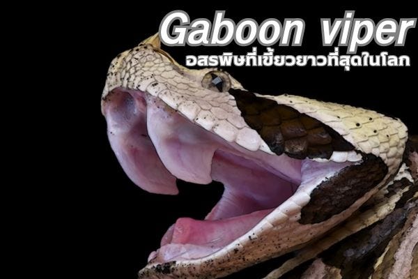 Gaboon viper อสรพิษที่เขี้ยวยาวที่สุดในโลก - Alindaaca - Medium