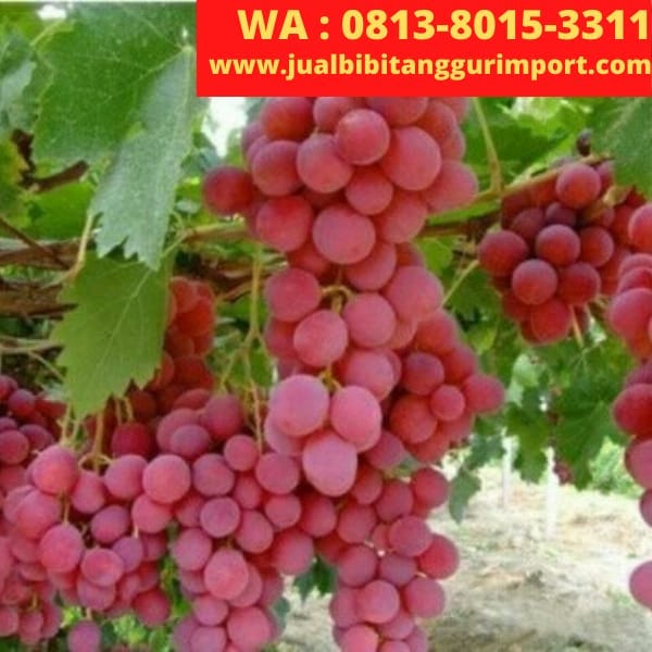 COD ! CALL: 0813–8015–3311 Distributor Pohon Anggur Merah Import Ke ...