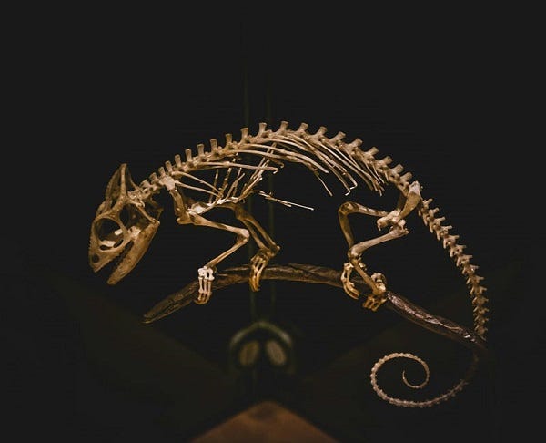 ‘Digging Up Bones’ — Issue #8 — January 28 | by Vera-Marie Landi ...