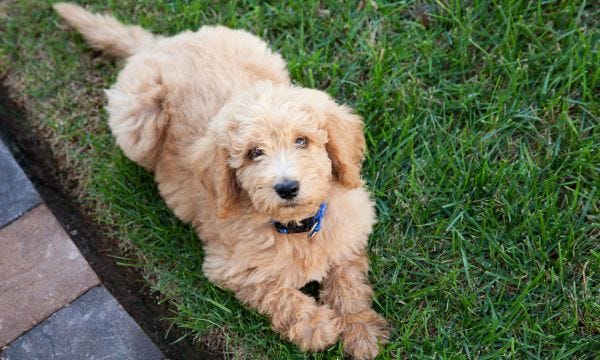 Snickerdoodle Dogs: The Ultimate Guide to Your Sweet, Curly Companion ...