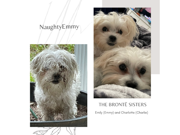 My Dog Has A Sailor’s Vocabulary. And I have proof! | by Sherry ...