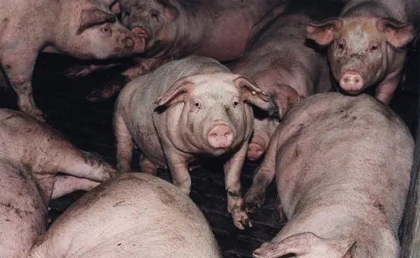 Factory Farming = Cruelty for Humans, Animals and the Planet | by ...