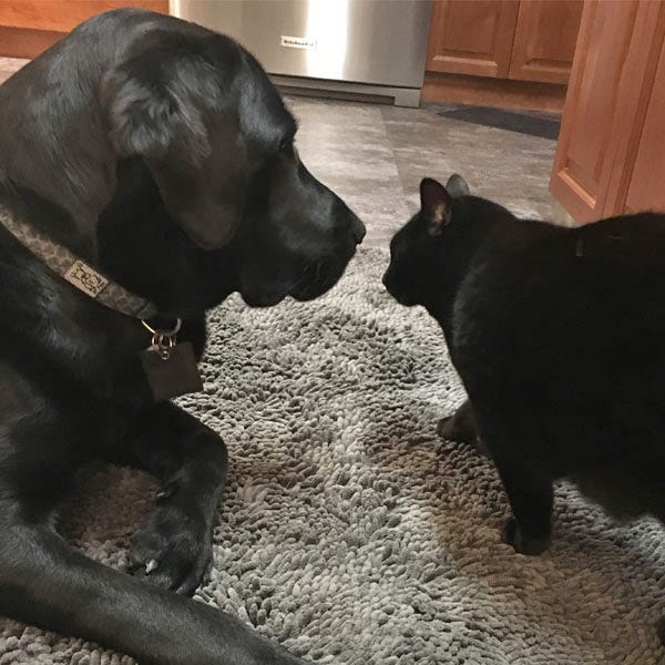 Cooper Clears up Confusion on Dog Food, Drool and Off-leash Parks | by ...