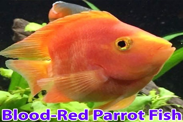 Blood-Red Parrot Fish - Bhanu Fish Aquarium - Medium