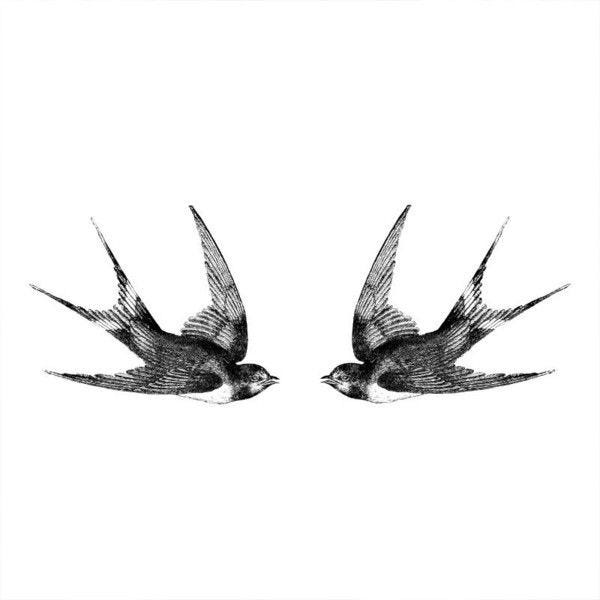 Long-Tailed Swift and Long-Tailed Swallows | by Adnan Gh'zali | The ...