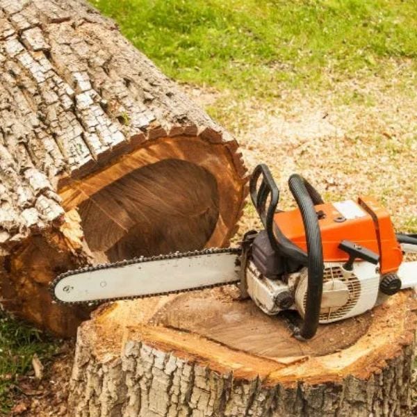 The Role of Arborists: Expert Insights on Pruning, Crown Lifting, and ...