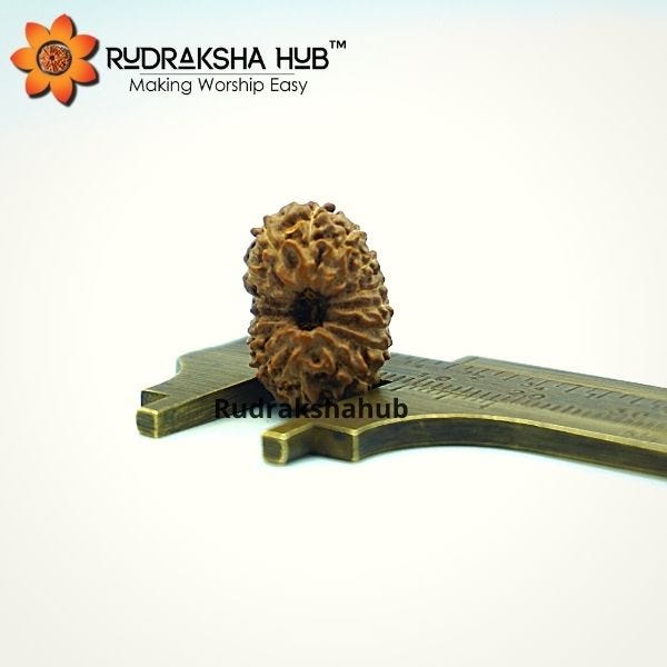 15 Mukhi Rudraksha ( Indonesian) - Mansi Jain - Medium