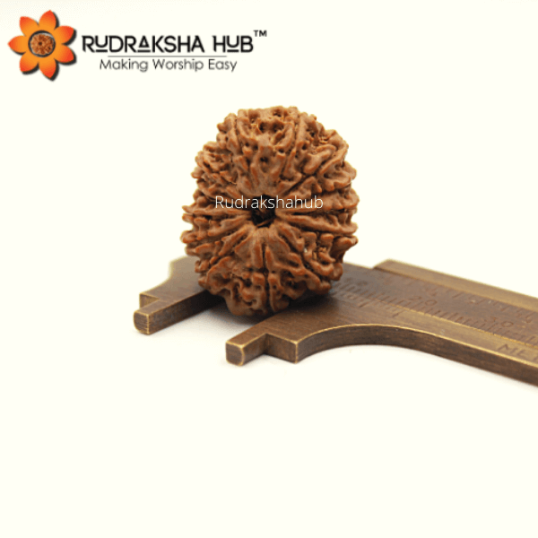 14 Mukhi Rudraksha (Nepali) - Rudrakshahub - Medium