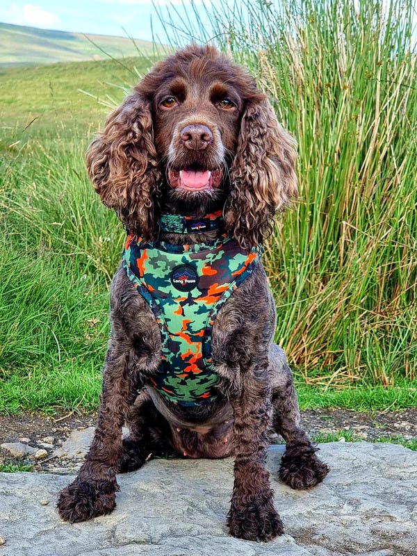 Buy Trekker Dog Harness Earth Friendly | Long Paws - Long paws - Medium