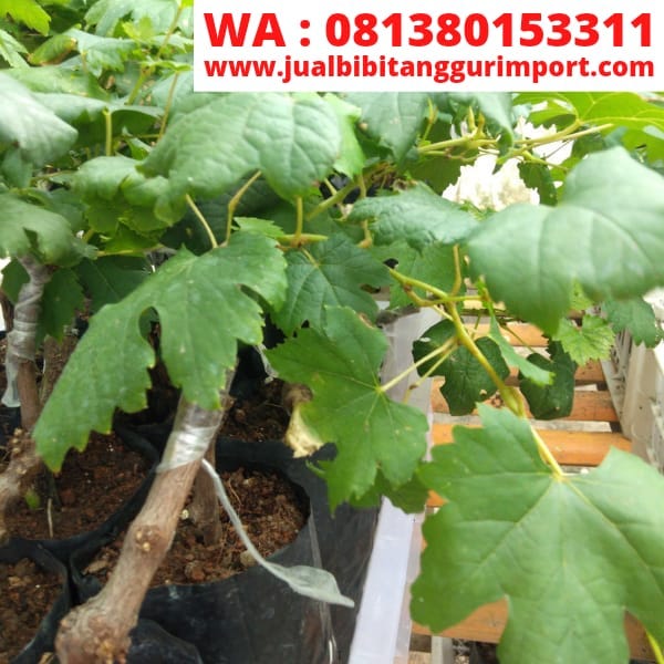 POTONGAN GILA ! CALL: 0813–8015–3311 Jual Pohon Anggur Oscar Ke ...
