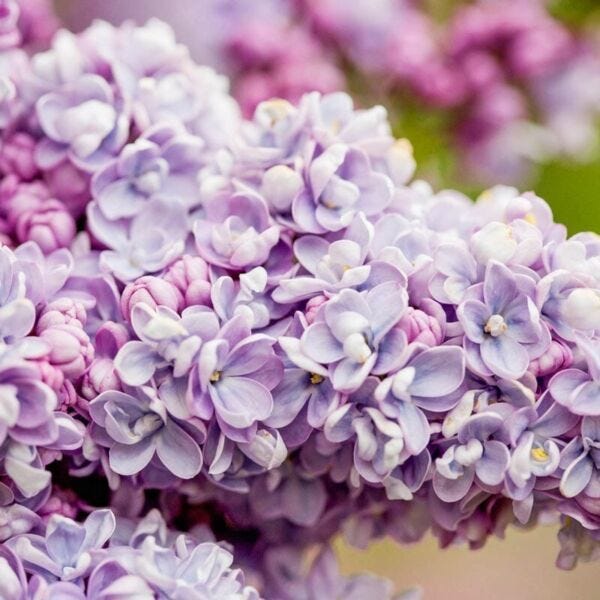 Unveiling the President Gra Lilac : A Fragrant Marvel of Nature | by ...