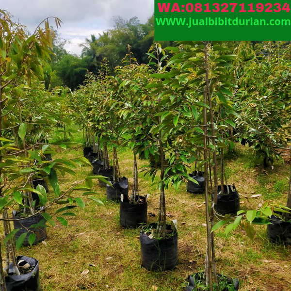 TERJANGKAU ! CALL: 0813–2711–9234 Jual Pohon Durian Cepat Berbuah ...