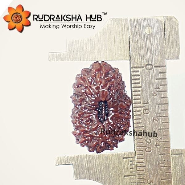 16 Mukhi rudraksha indonesian - Workshivani - Medium