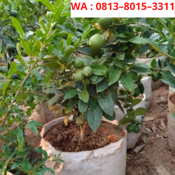 HARGA PARTAI ! CALL : 0813–8015–3311 Pohon Santos Lemon Ke Jawa Barat ...