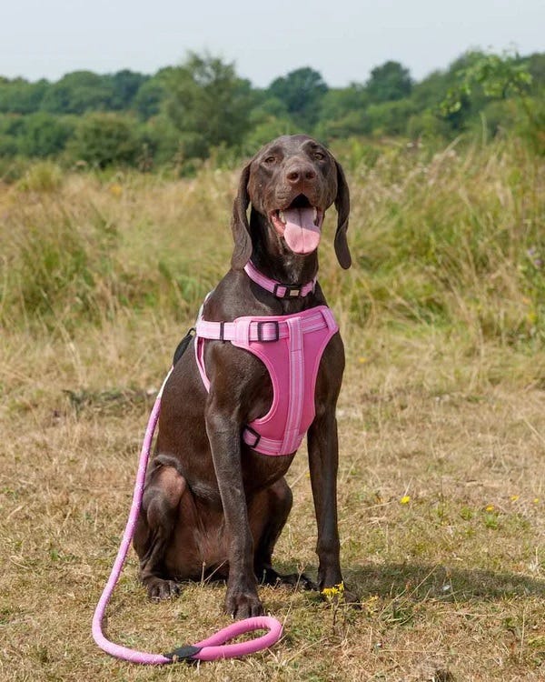The Perfect Pink Dog Harness: Style, Comfort, and Safety for Your Furry ...