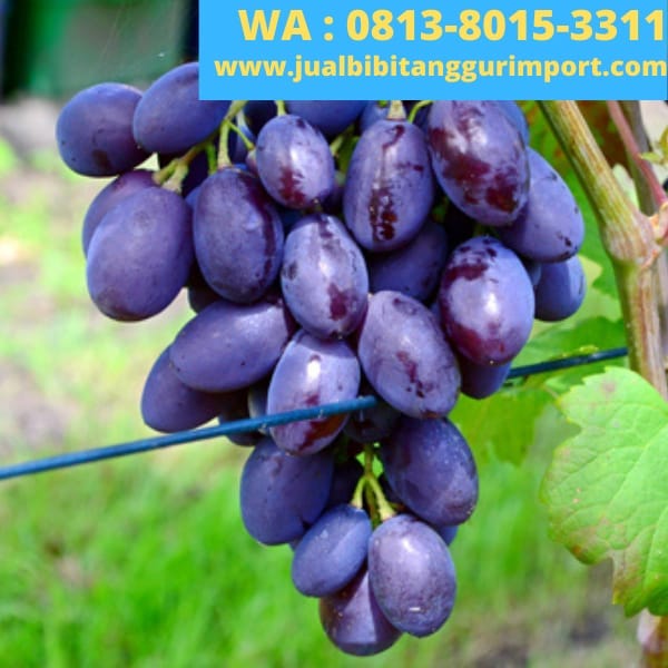 BANTING HARGA ! CALL: 0813–8015–3311 Tempat Jual Pohon Anggur Catalonia ...