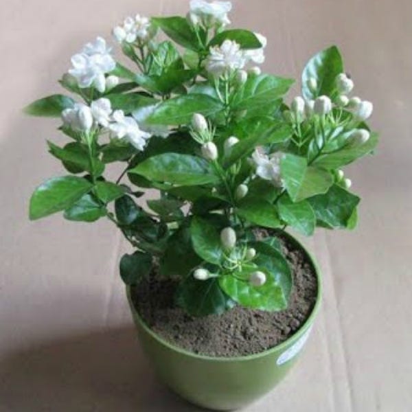 The Timeless Charm of Jasmine: A Flower of Elegance and Symbolism | by ...