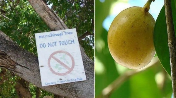 The Tree of Death: The Tree that Kills Anyone Standing Underneath It ...