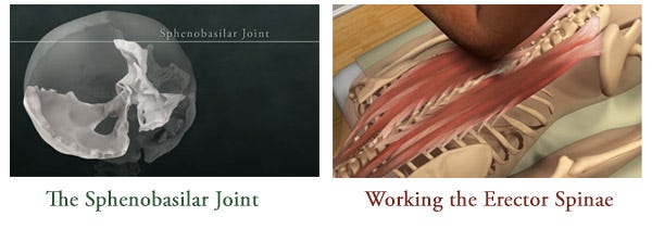 Myofascial Therapy — best way to treat skeletal muscle immobility | by ...