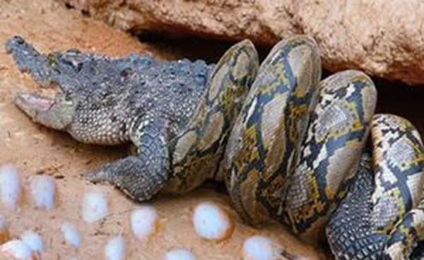 Daring Big Snake Fights Alligator | by Chloe | Nov, 2023 | Medium