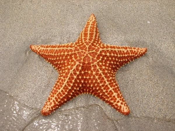Starfish. I have a friend who’s 10 years older… | by ZEUS chill-out ...