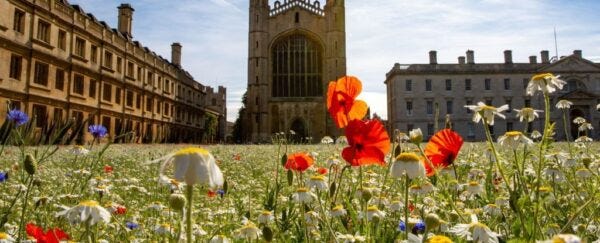 Replacing Your Lawn With Wildflowers Has Loads of Benefits | by Khubaib Nadeem | Jun, 2023 | Medium