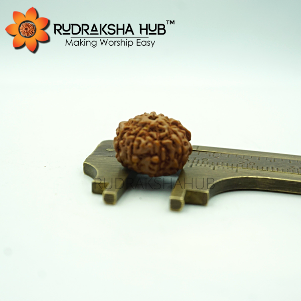 9 Mukhi Rudraksha (Indonesian) - Rudrakshahub - Medium