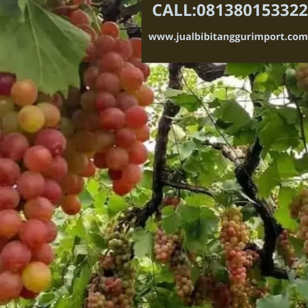 EKSLUSIF ! CALL: 0813–8015–3322 Penjual Pupuk Jahat Anggur Ke Banten ...