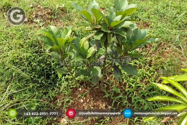 TERMURAH!!! +62 823–2951–7771, Grosir Bibit Tanaman Buah Langka di ...