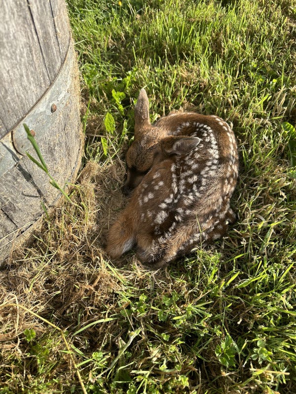 Born to be wild: what to do if you see wildlife babies this spring | by ...