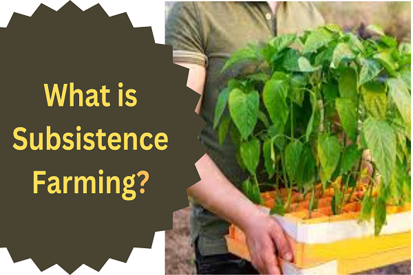Subsistence farming - Javeed - Medium