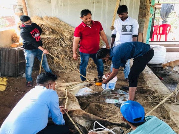 Donate for Cow Seva - kalingayuvasena - Medium