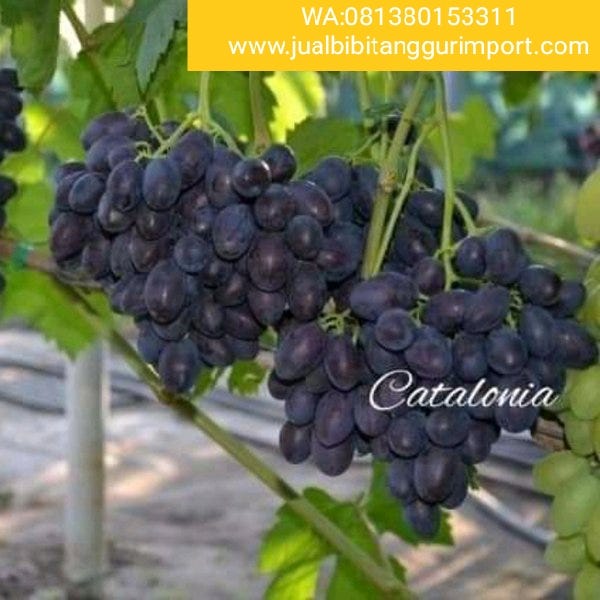 BANTING HARGA ! CALL: 0813–8015–3311 Tempat Jual Pohon Anggur Catalonia ...