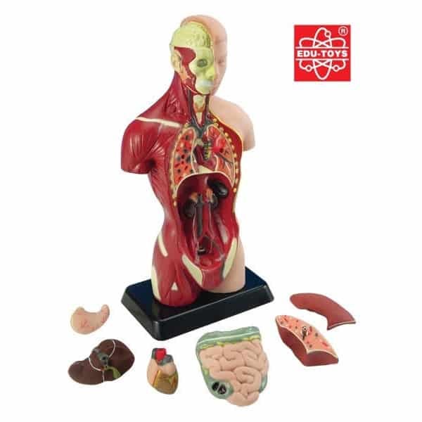 Human Anatomy Model — 27cm — 8 Pieces - Curiouskidzz - Medium
