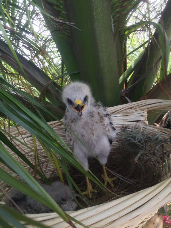 Community comes together to rescue, rehab and re-nest multiple baby ...