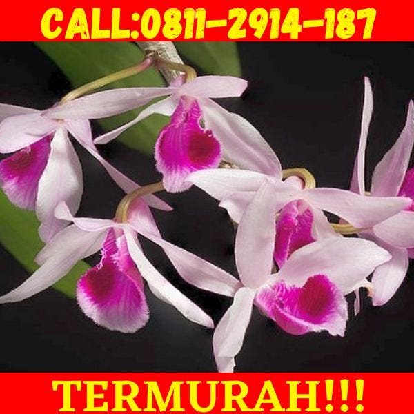 AMAN ! CALL! 0811-2914-187 Jual Tanaman Anggrek Papua. Klik https://wa ...