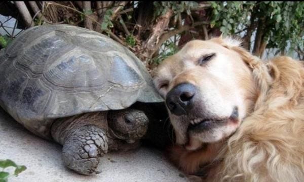 Exploring the Top 10 Most Popular Pets in America | by North Star News ...